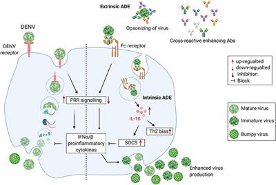 Frontiers | Antibody-Dependent Enhancement: A Challenge for Developing a Safe Dengue Vaccine